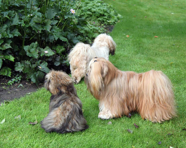 Lhasa Apso Club Nederland – erkend door de Raad van Beheer