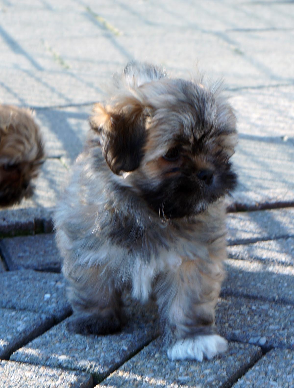 Foto’s – Lhasa Apso Club Nederland